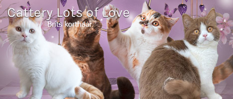 Over ons, welkom op de website van Cattery Lots of Love